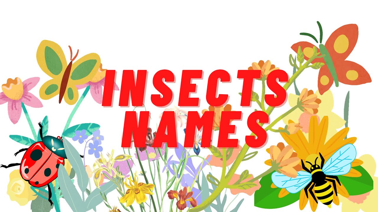 INSECTS NAMES WITH SPELLING | ENGLISH | VOCABULARY | KIDS LEARNING ...