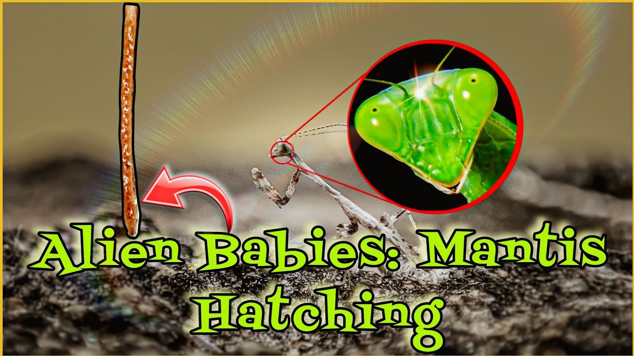 Mantis Birth Timelapse: Egg to Insect - YouTube