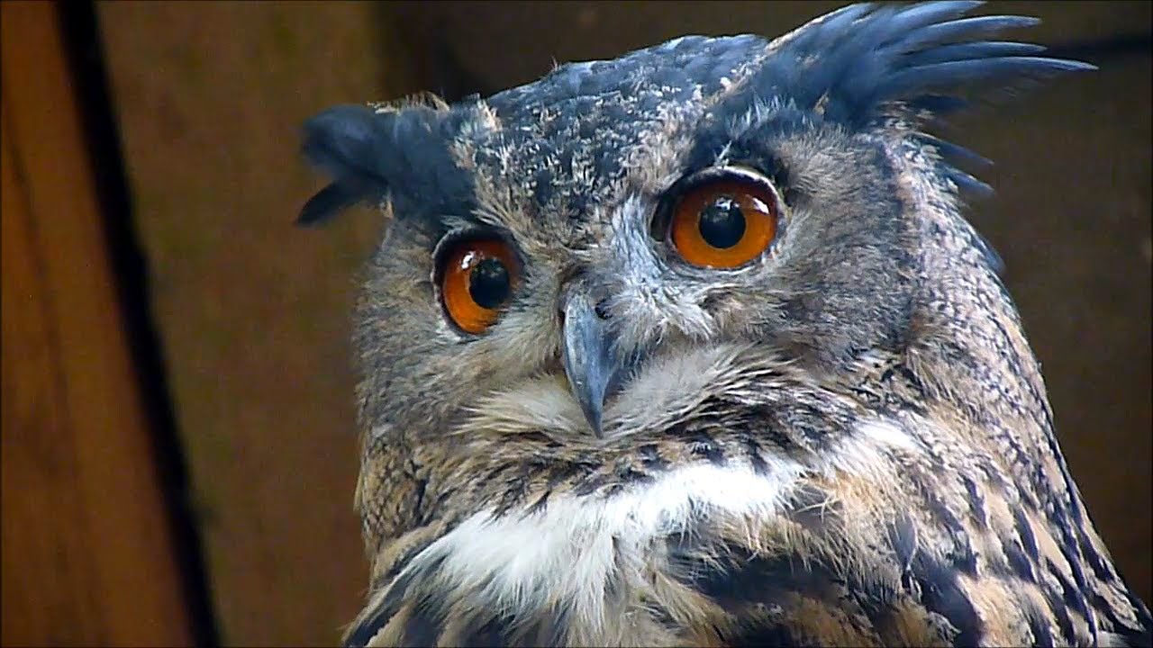 Kind spricht mit einem Uhu! Der Ruf der Eule -Child talking with Eagle ...