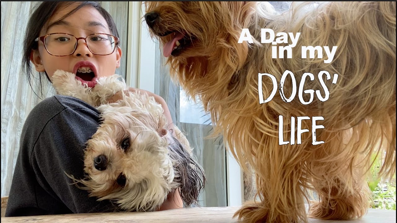 A Day in my Dogs' life | Yla Dizon - YouTube