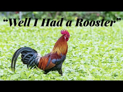 “Well, I Had a Rooster” - YouTube
