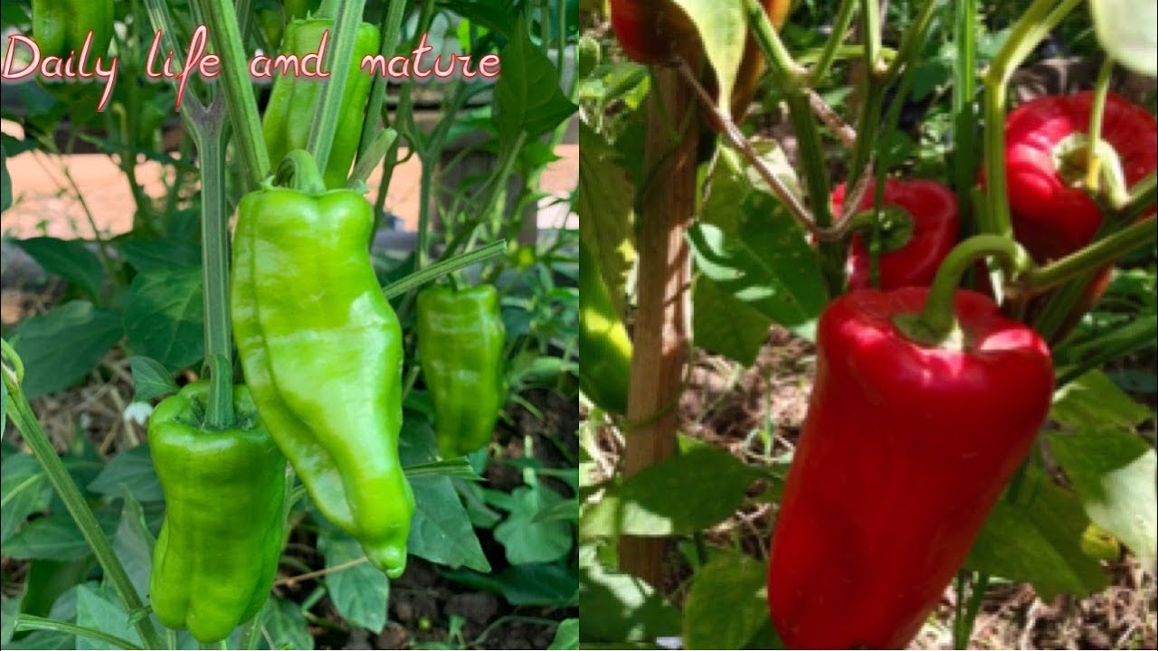 How To Grow Bell Pepper || How To Grow Bell Pepper/Capsicum at Home ...