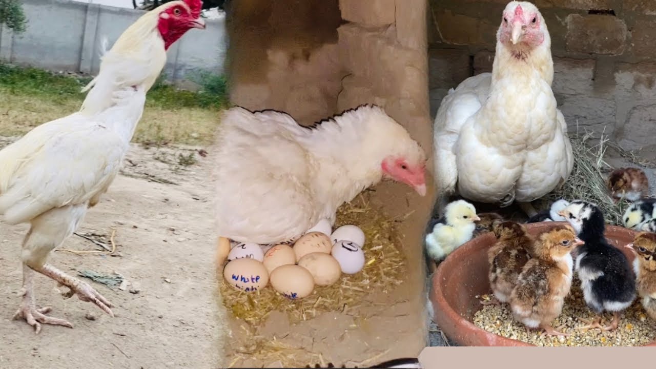 White Aseel Hen Chicks Hatching Full Video - YouTube