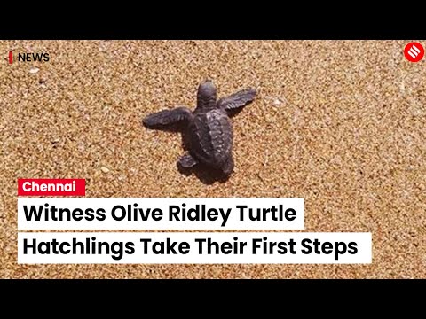 Olive Ridley Sea Turtle: A Community Effort to Save Chennai's Olive ...