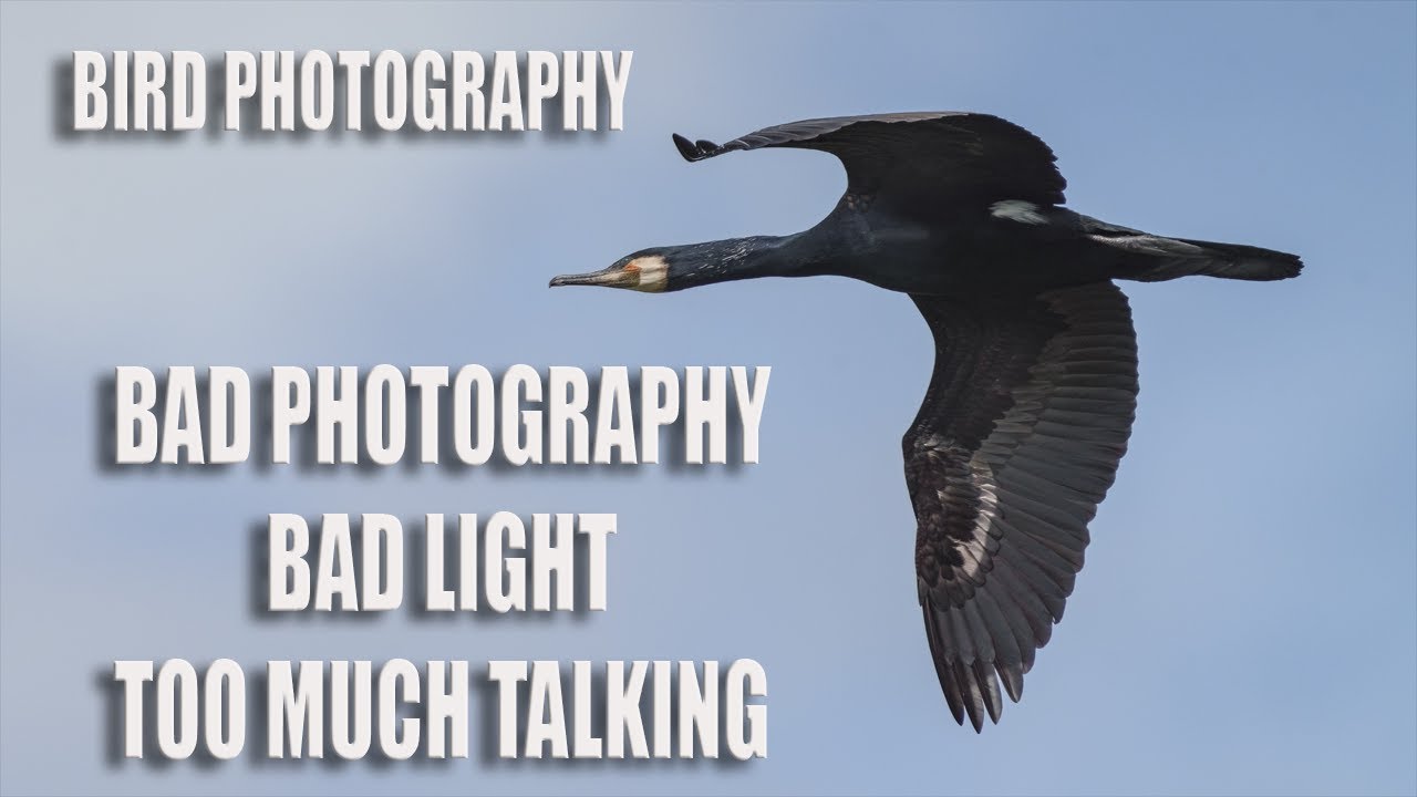 Bird Photography - "Its all gone wrong". Probably one of my worst days ...