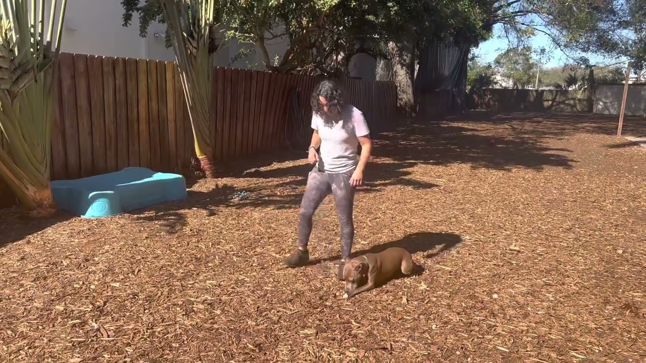 Mini | AmStaff | Foundation of Obedience - YouTube