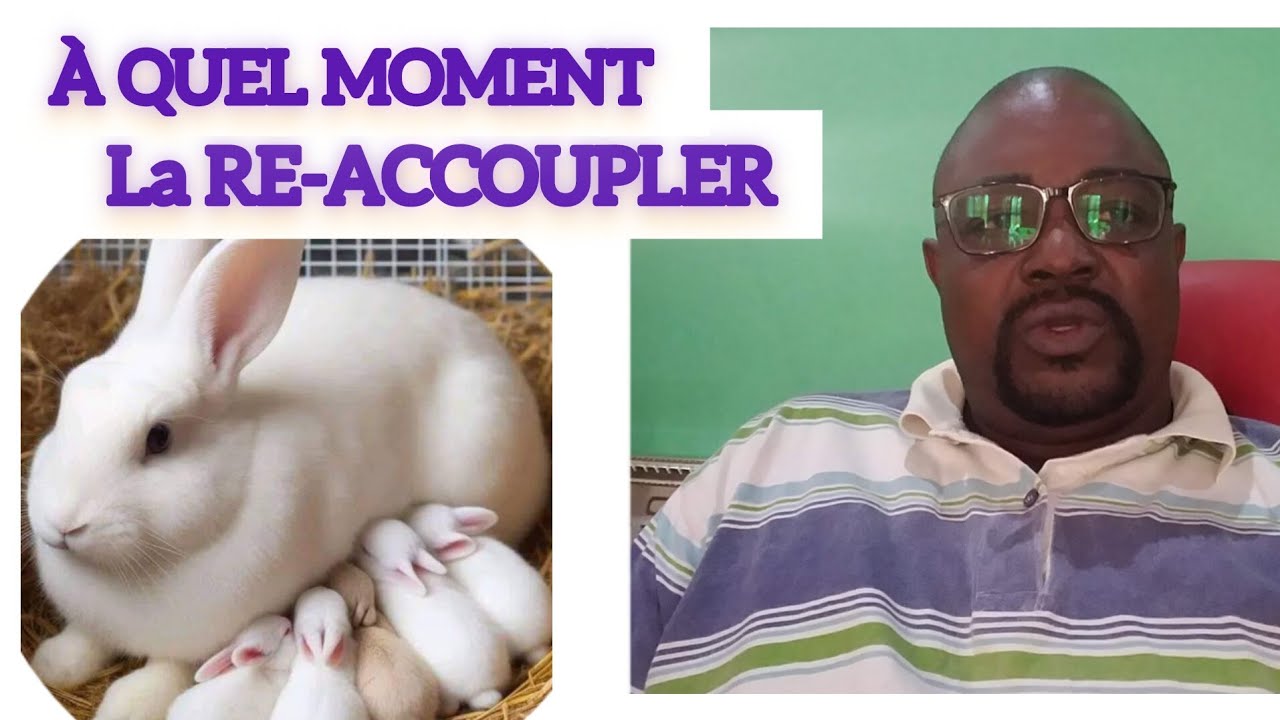 À QUEL MOMENT RE-ACCOUPLER UNE LAPINE QUI ALLAITE ENCORE SES ENFANTS ...