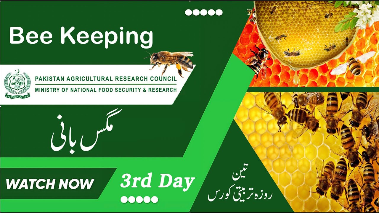 Bee Keeping Training 3rd day 21 12 24 - YouTube