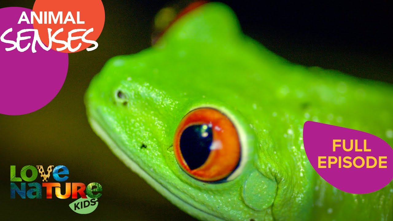 Detecting Sound Waves in Air and Water | Animal Senses 104 - YouTube
