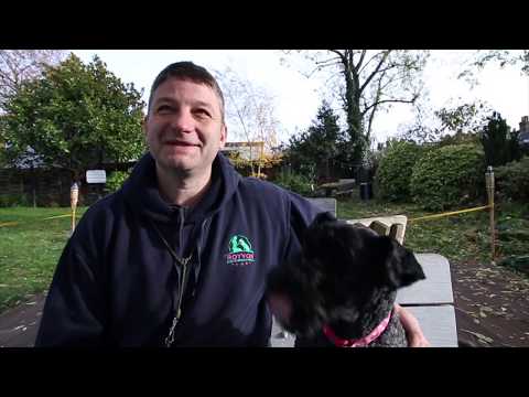 Meet Romeo, a Dog Trainer at Royvon