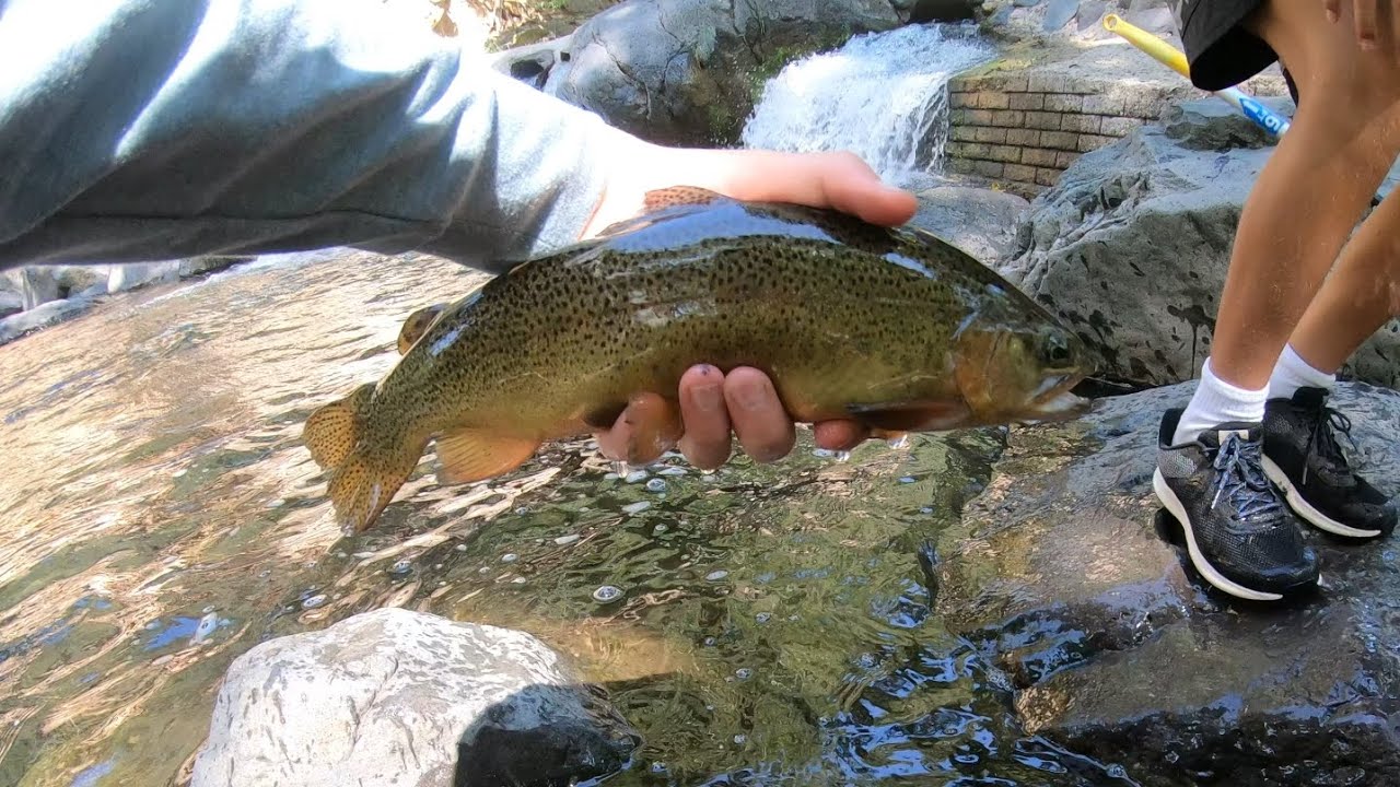 Fly Fishing AZ| 1 Hour Fishing Challenge. Caching Native Gila and Wild ...