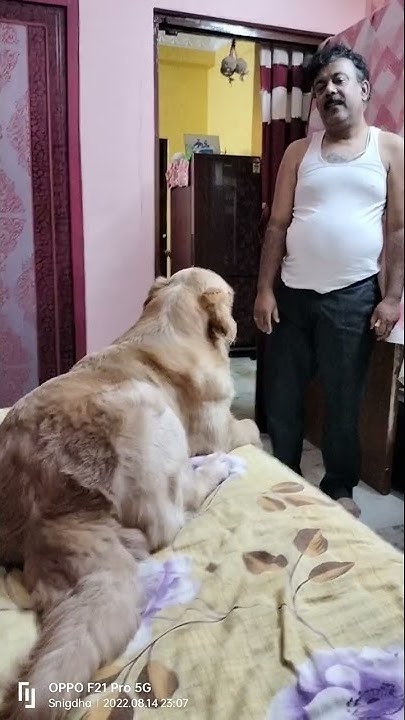 Genny is playing with her dad || Golden Retriever || Dog Video|| - YouTube