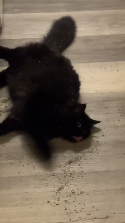 I gave my cat catnip - YouTube
