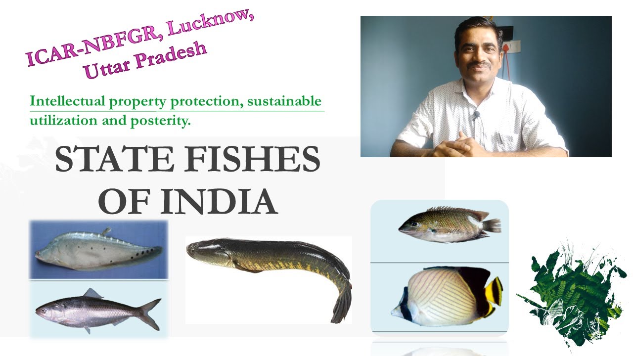 State Fishes of India - YouTube
