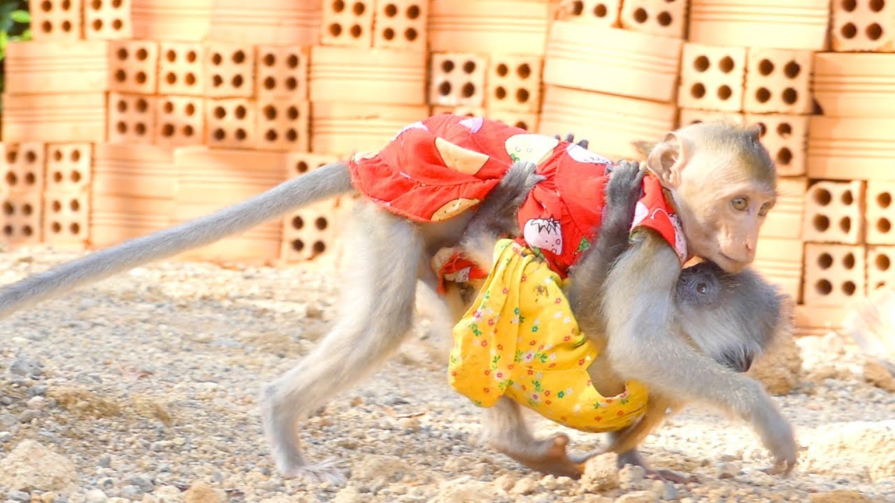 Monkey Niki and Miki happy friends hang out together - YouTube