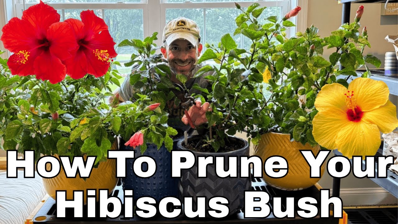 Pruning Hibiscus. Everything you need to know to be Successful. - YouTube