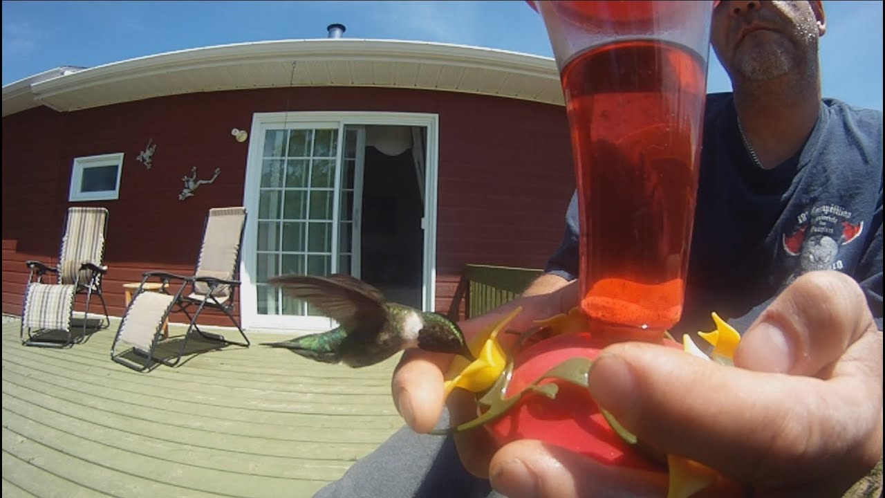 Mangeoire à Colibri Hummingbird Feeder - YouTube