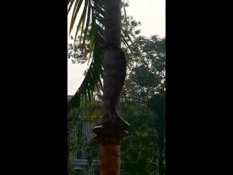 Most amazing video - YouTube