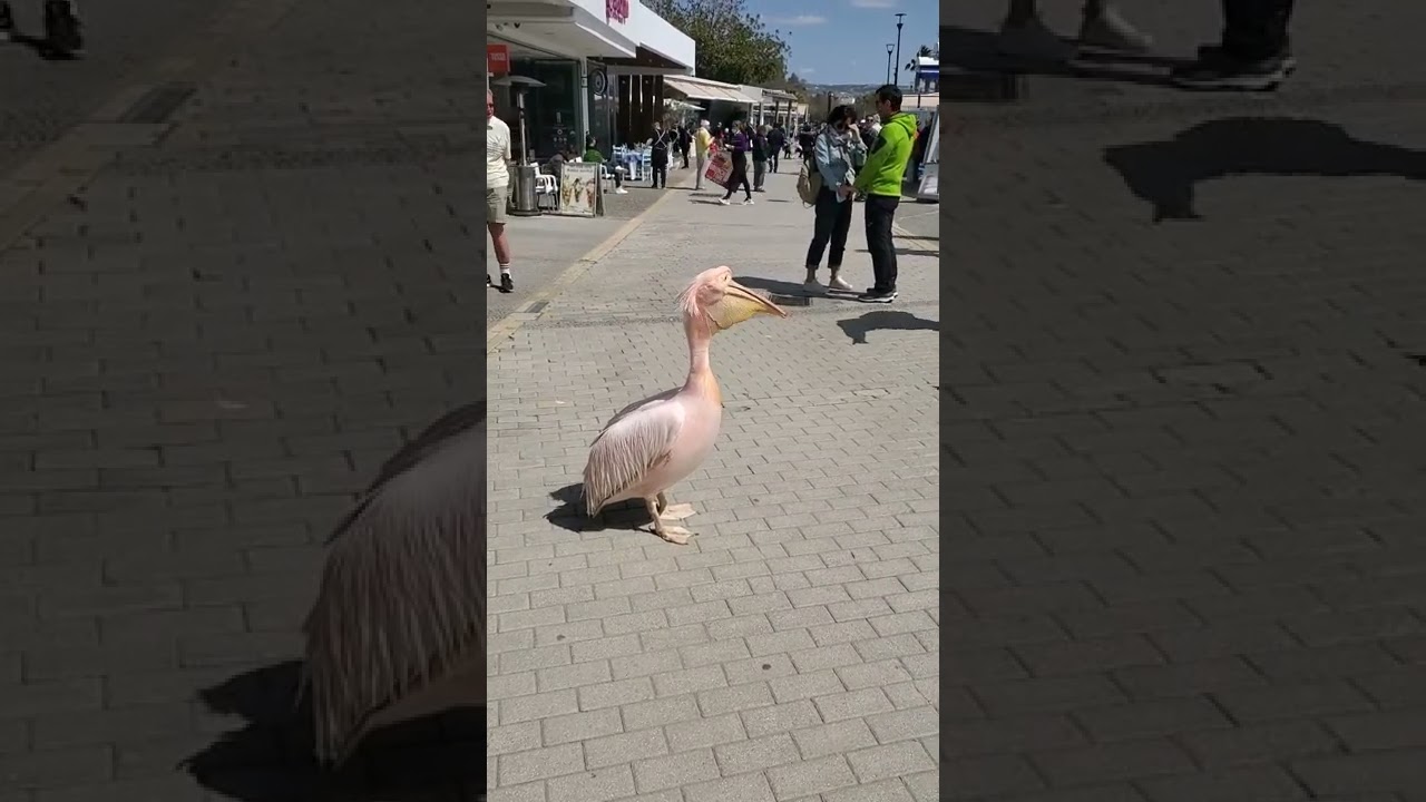 Pelican in the restaurant 'Pelican'. Paphos, Cyprus - YouTube