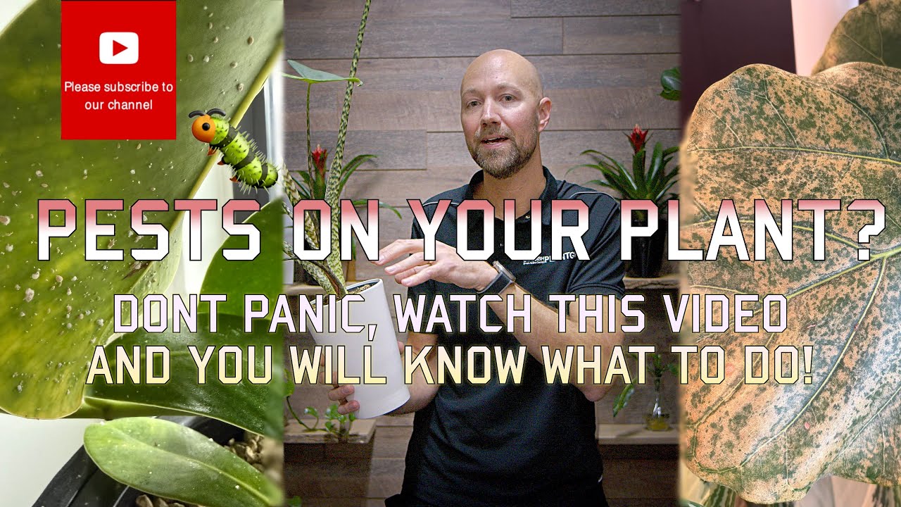 How to get rid of pests on your houseplants 🌿 | Natural & Eco-friendly ...