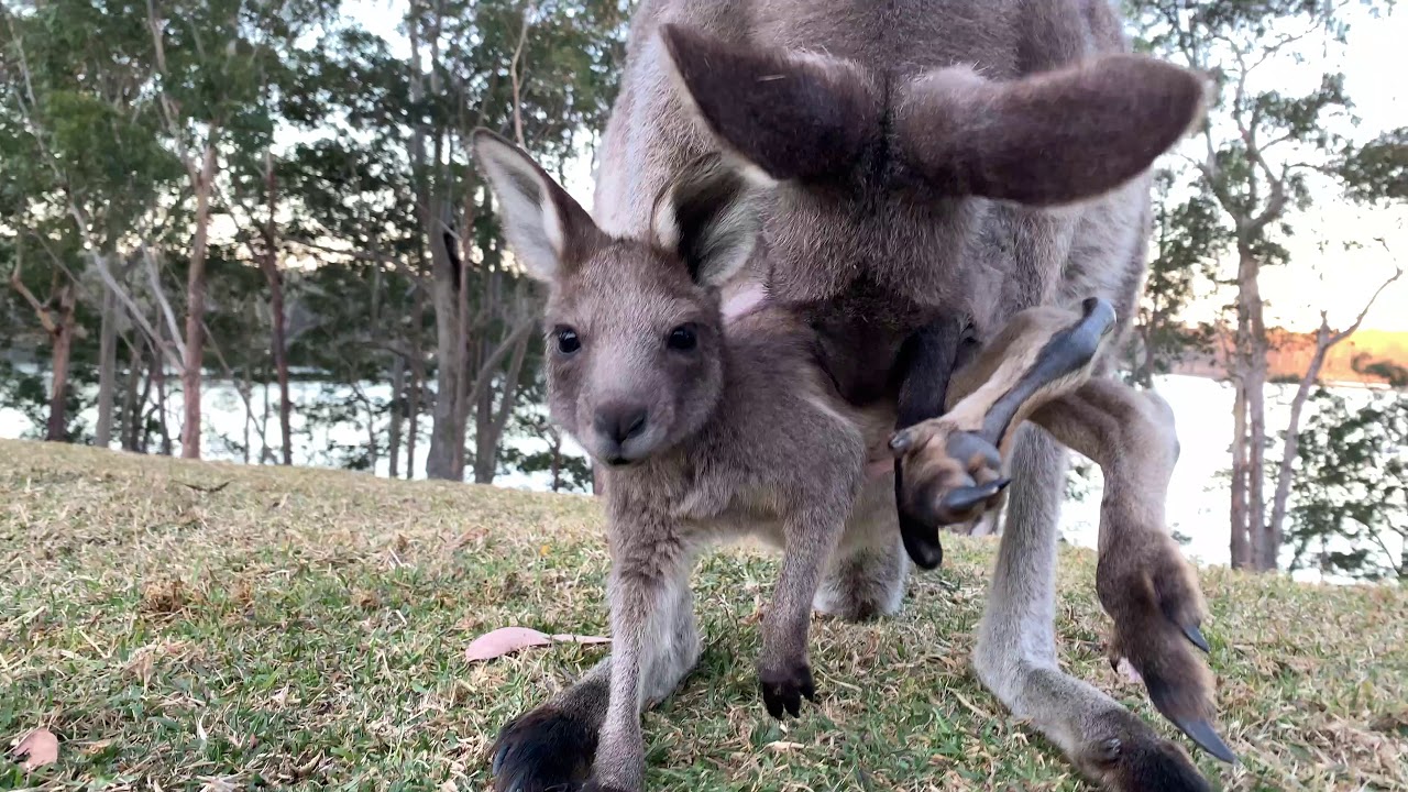 Lazy Kangaroo Won't Get Out of Bed - YouTube