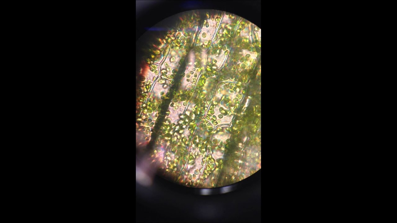 Chloroplast Flowing Inside The Plant Cell Under 100X Len Of A Chloroplast Flowing Inside The Plant Cell Under 100X Len Of A