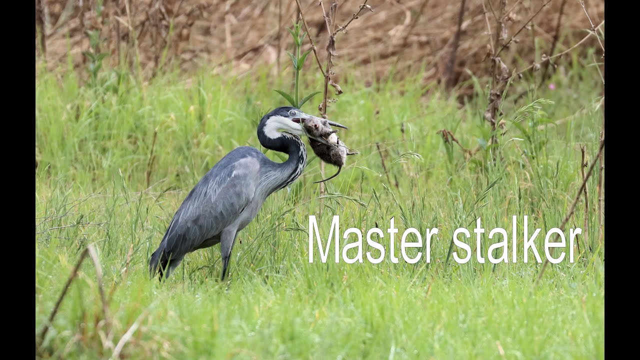 A Master stalker at work! - YouTube