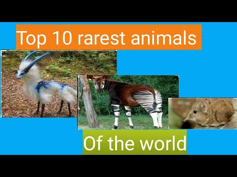 # "Top 10 rarest animals in the world"/ Ep 7 - YouTube