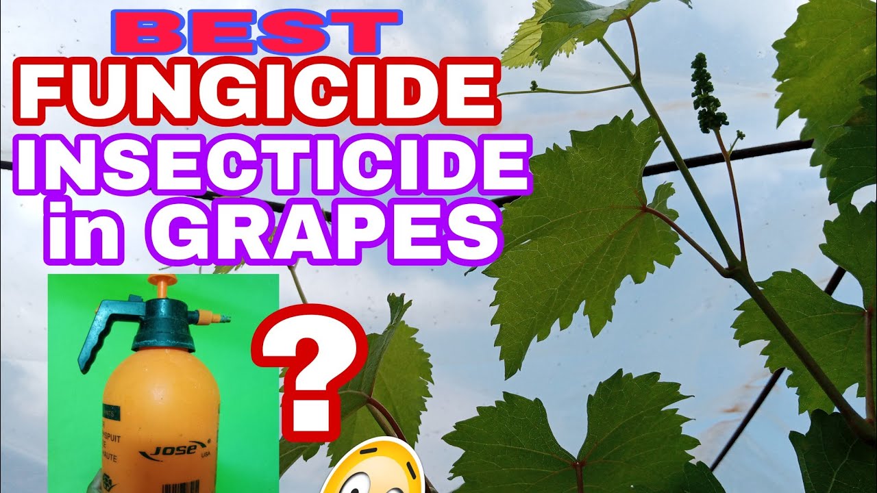 Best Fungicide /Insecticide In Grapes#grapes #fungicide #insecticides # ...