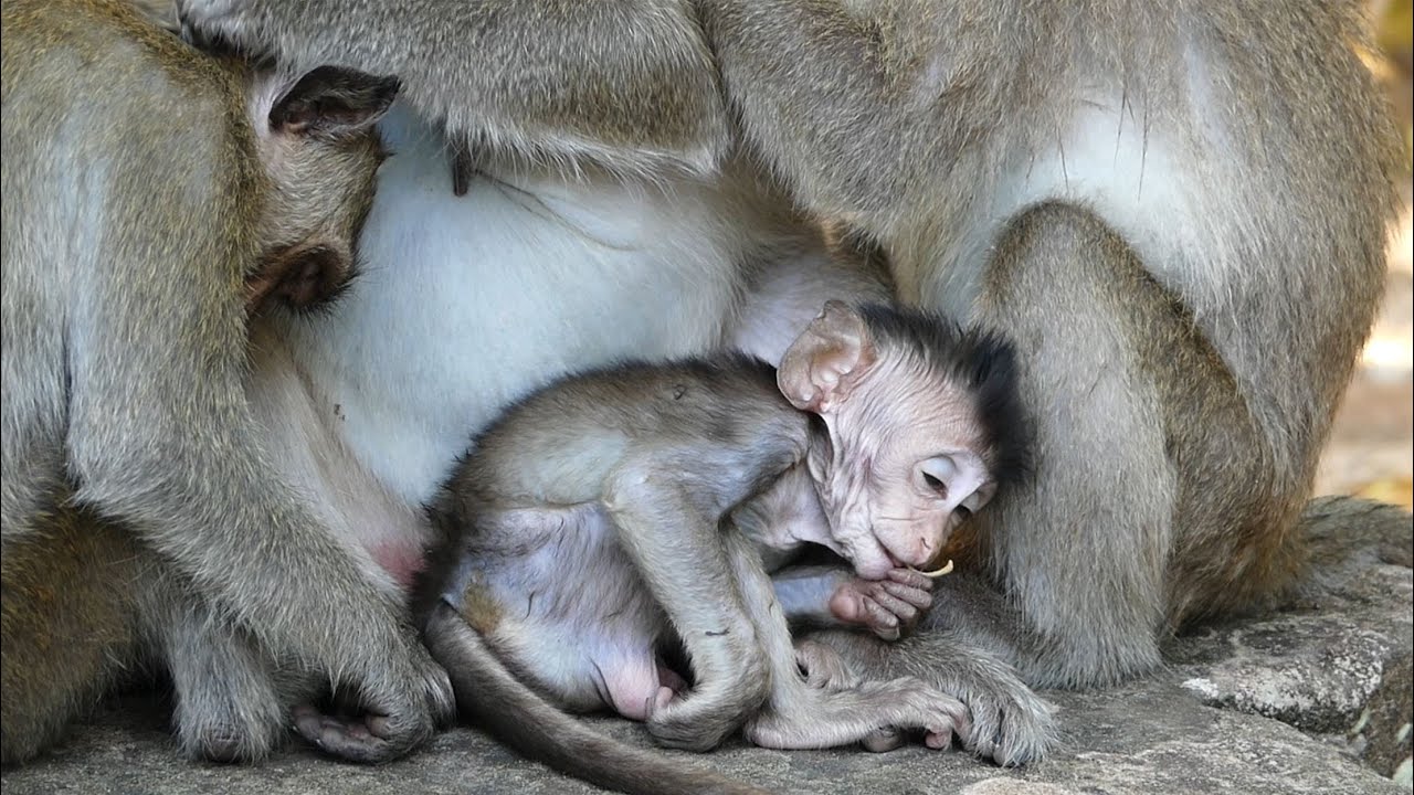 Poor Monkey Buster Still Not Yet Recover, Right Front Arm Still Swollen ...