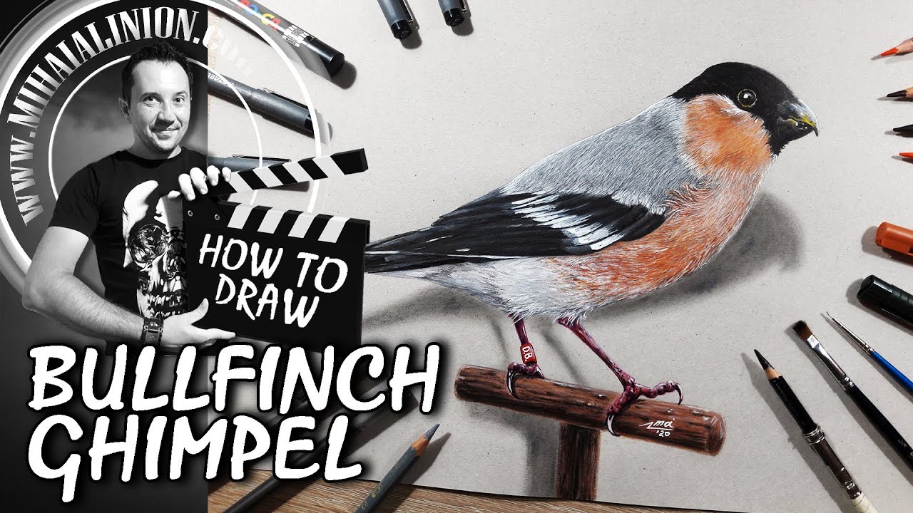 How to Draw Birds: Bullfinch Gimpel - Realistic 3D Art - YouTube