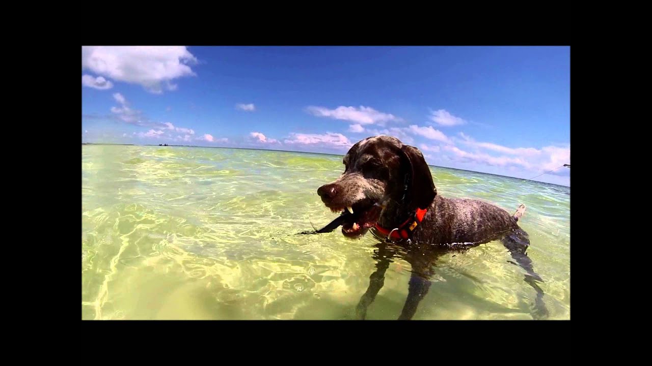 How Do Dogs Catch Fish