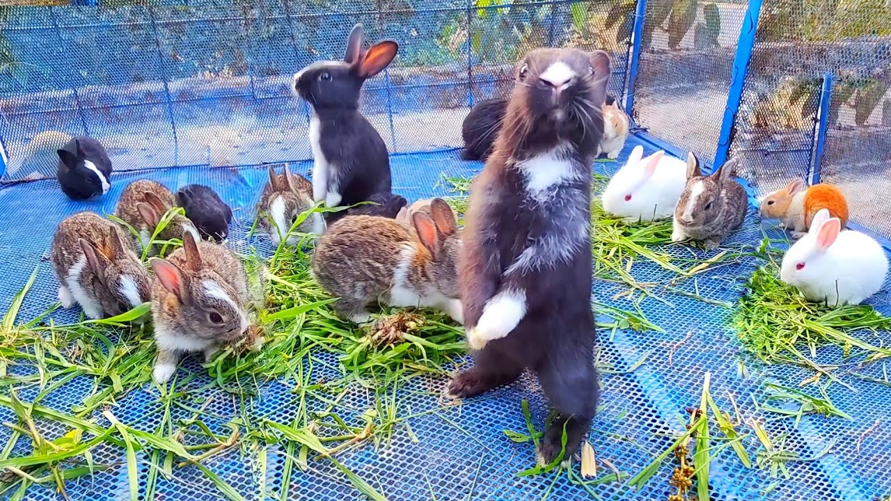 Cute Baby Rabbit Sounds | A Beautiful Moment #pets - YouTube