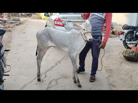 Beautiful Hallikar Bull Calf | Future Hallikar Stud Bull ...
