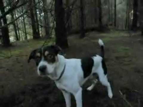 Xylo the truffle dog scores a triple whammy of ripe Oregon Black ...
