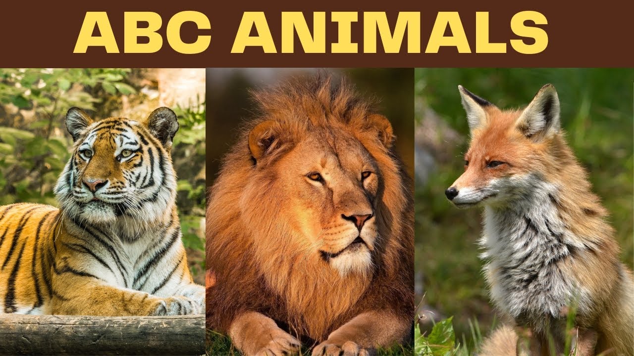 ABC Animals for Kids | Alphabets for Kids | Alphabets with Animals for ...