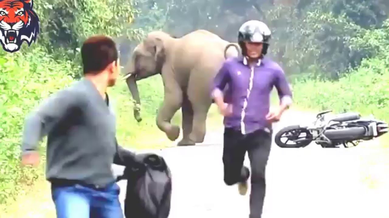 Wild Elephant Attacks On Humans | Elephant Attacks - YouTube