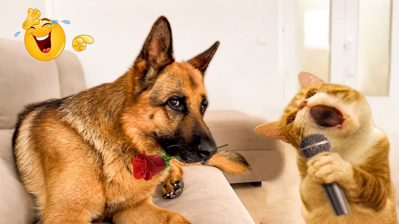 The Funniest Pets on the Internet! 😹🐶 Best Cats & Dogs Compilation for ...