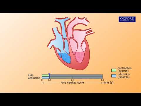Animation E1, 3.2 The cardiac cycle - YouTube