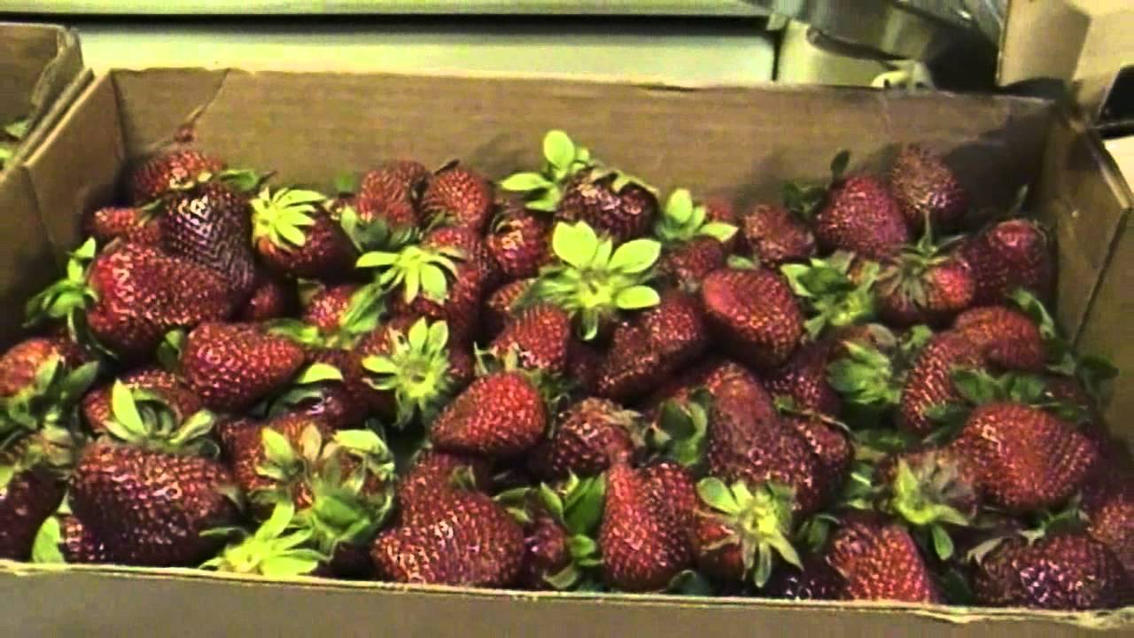Comparing Strawberries: Store Bought vs. Local Farmed - YouTube
