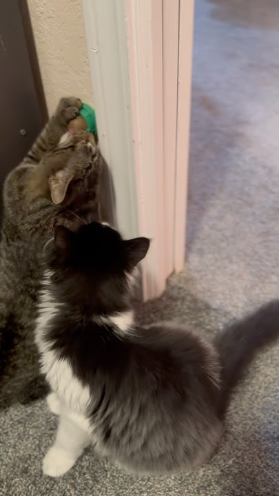 He loves the catnip! - YouTube