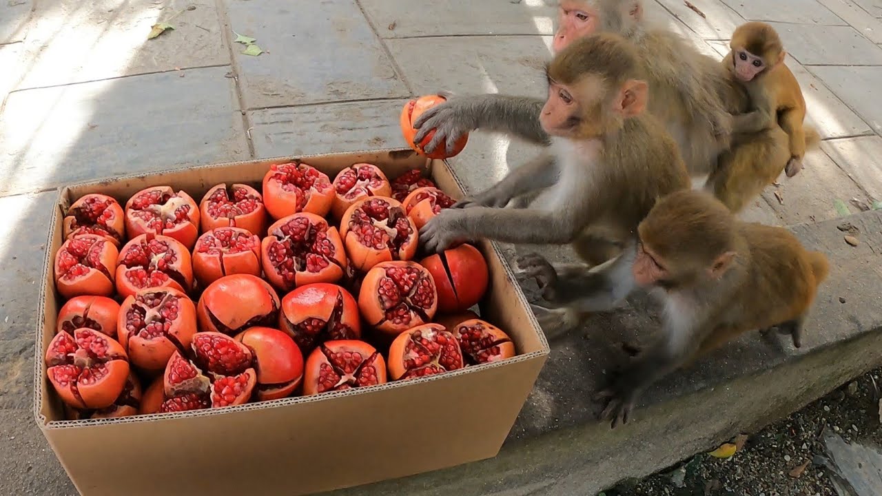 feeding golden globe pomegranate to the hungry wild monkey || A group ...