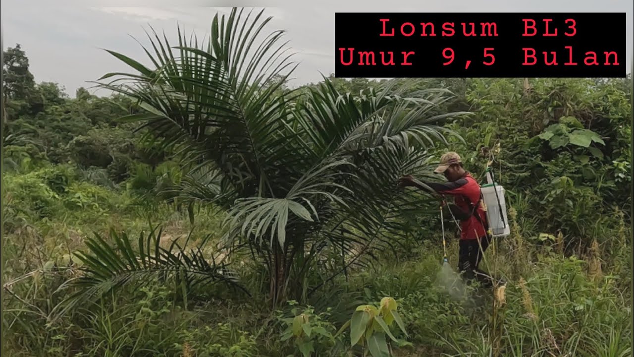 Review Perkembangan Sawit Lonsum BL3 Umur 9,5 Bulan || Pengendalian ...