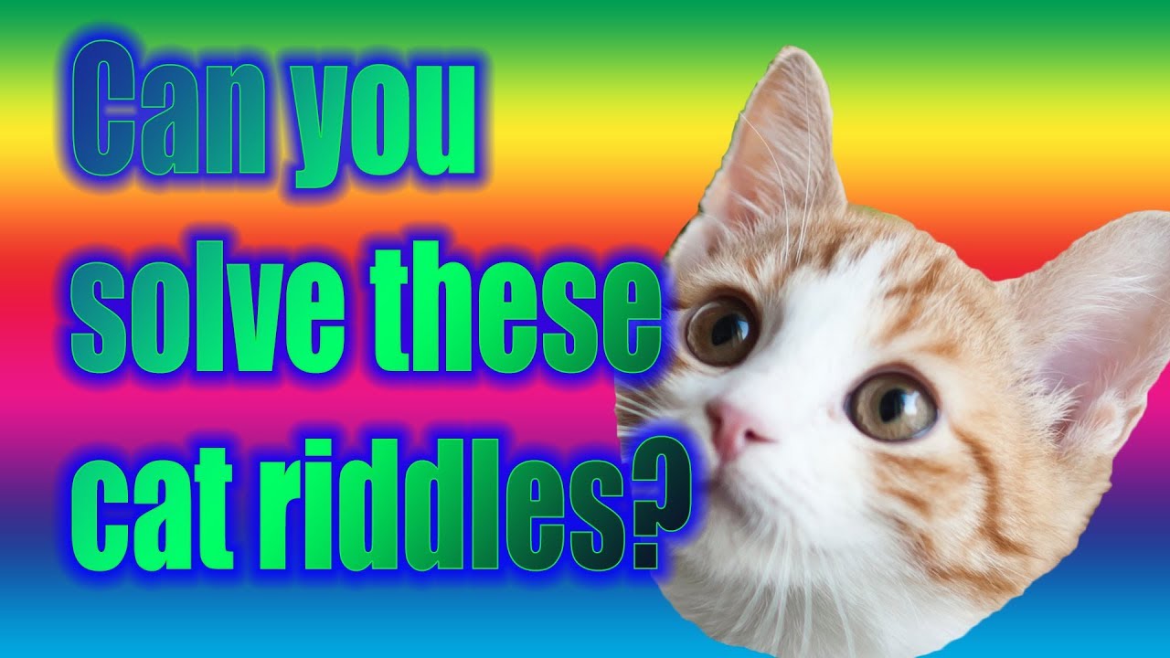 Cat Riddle quiz! - YouTube