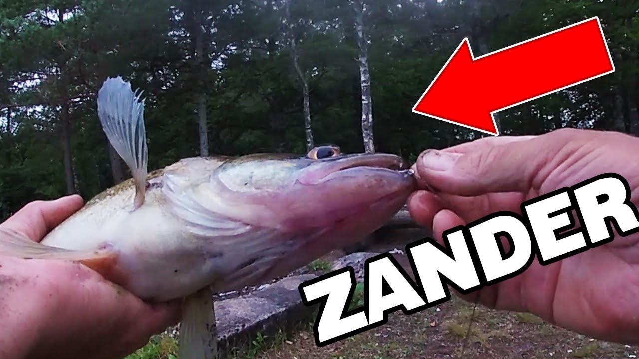 Fishing Zander with Live Bait & Rainbow Trout During Heavy Rain - YouTube