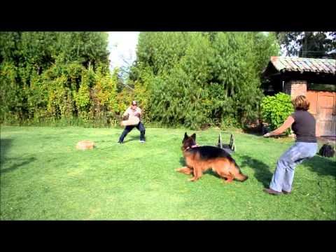 Preparación en Guarda y protección - YouTube