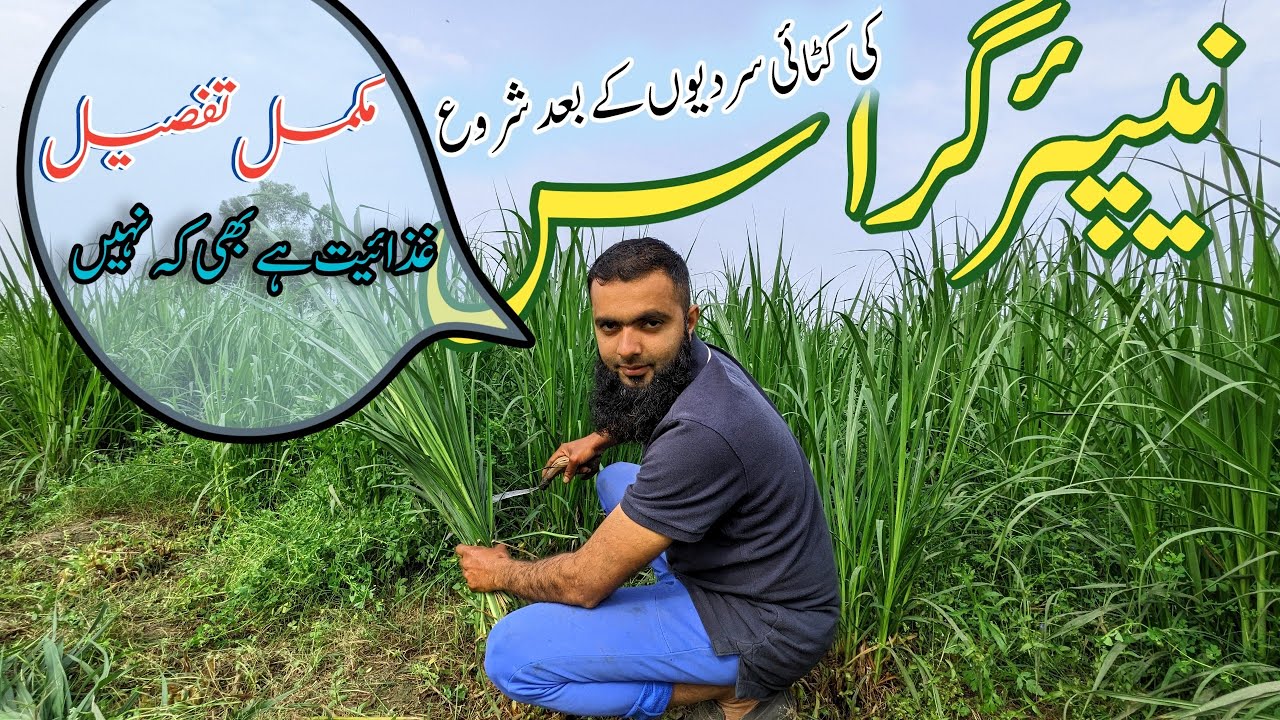 Napier grass cutting | napier grass farming | napier grass seed - YouTube