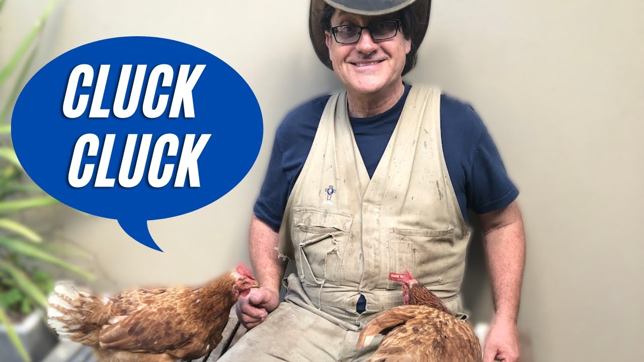 how to speak chicken + be friends lol - YouTube