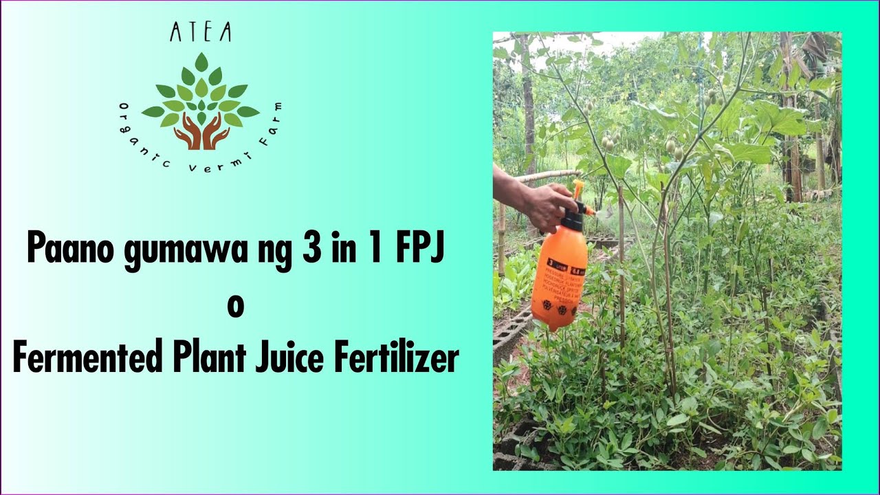 Paano gumawa ng 3 in 1 FPJ o Fermented Plant Juice plus Fungicide - YouTube