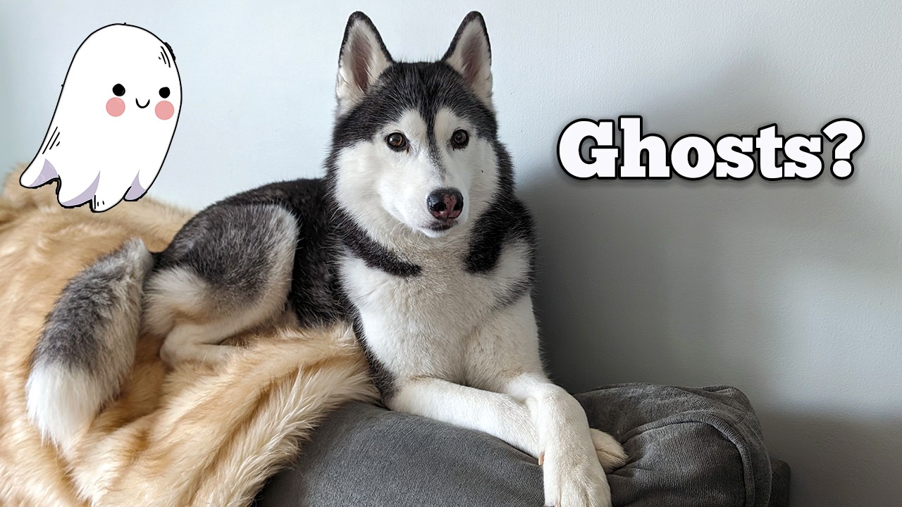 Is My Dog Seeing Ghosts? - YouTube
